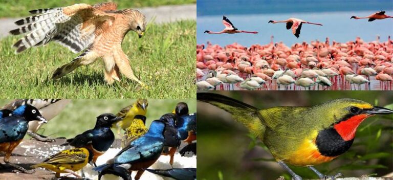 Birdwatching in Kenya: 10 Stunning Birds to Spot - KenyaLad